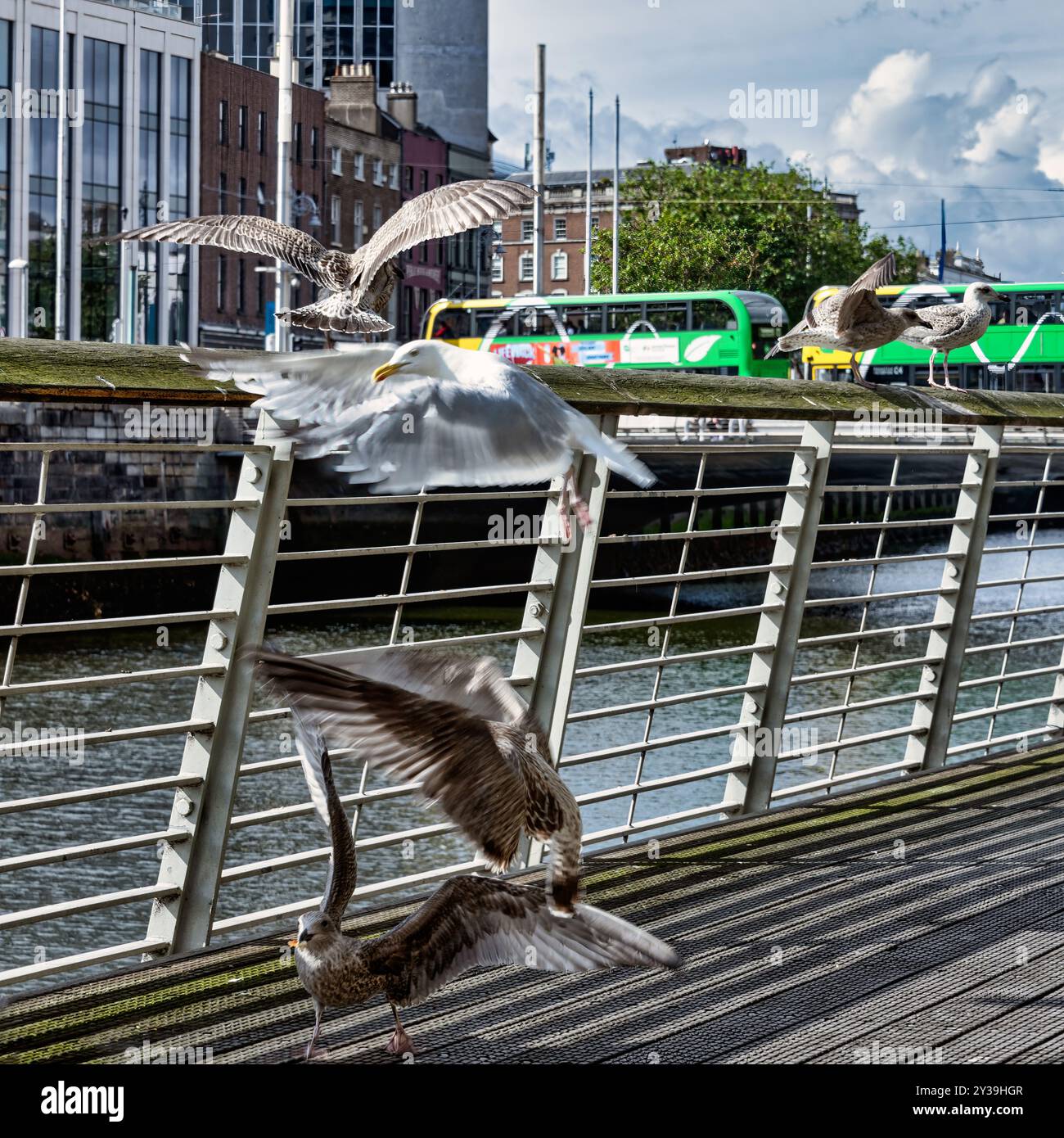 Möwe bus hi-res stock photography and images - Alamy