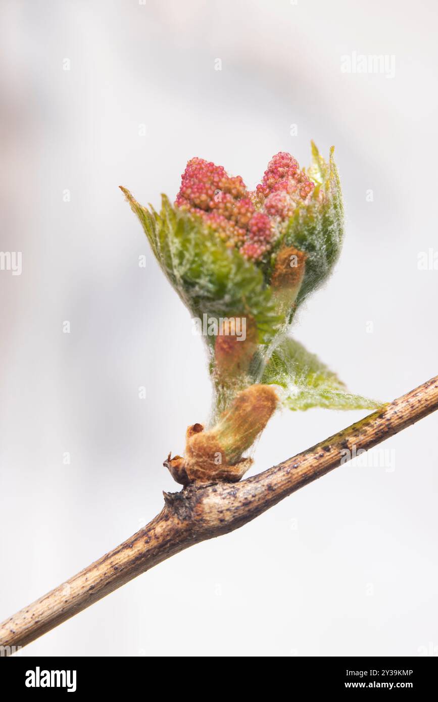 Early spring flovers vines, Southern Moravia, Czech Republic Stock ...