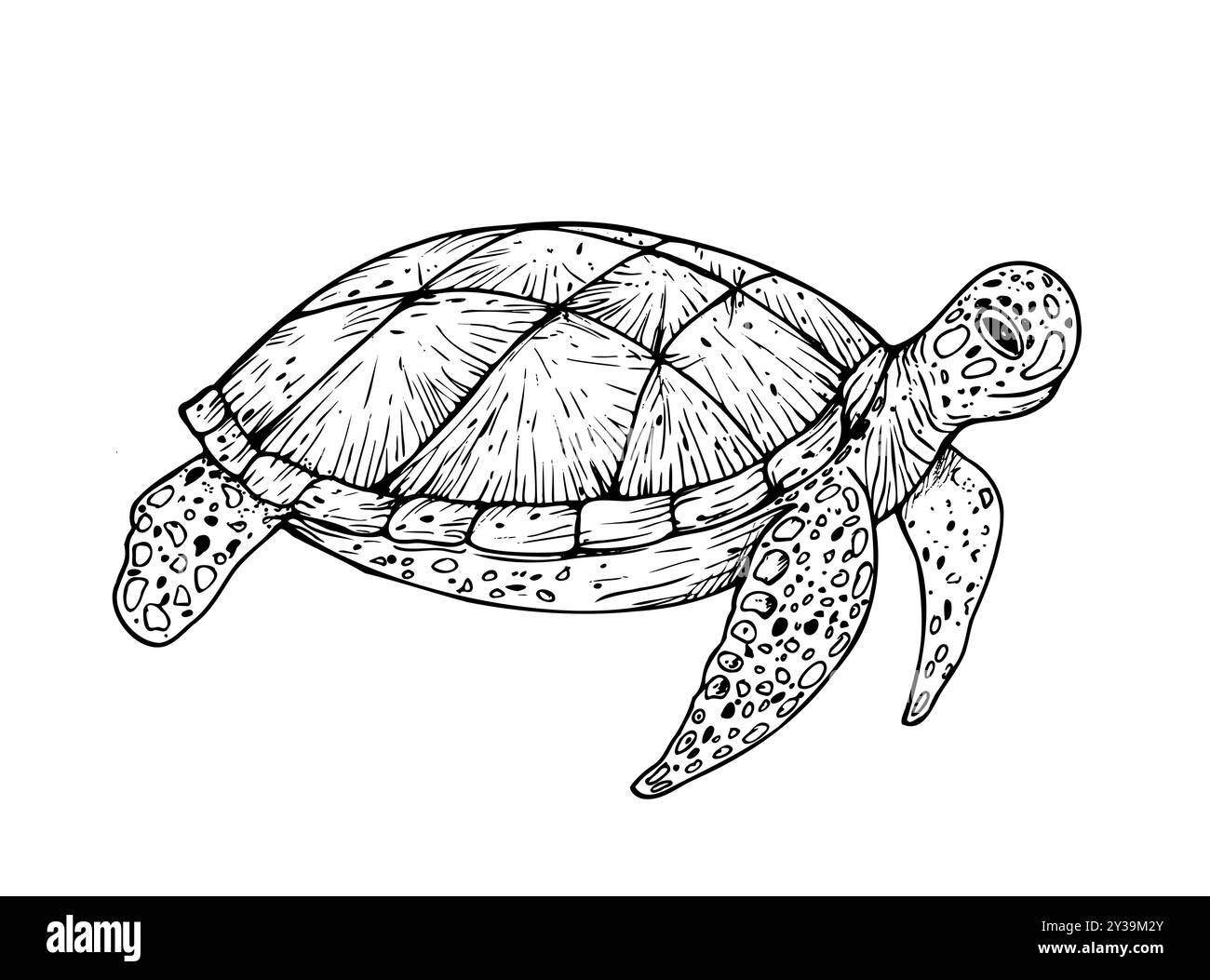 Vector green sea turtle. Hand painted line reef. Graphic tropical clip ...