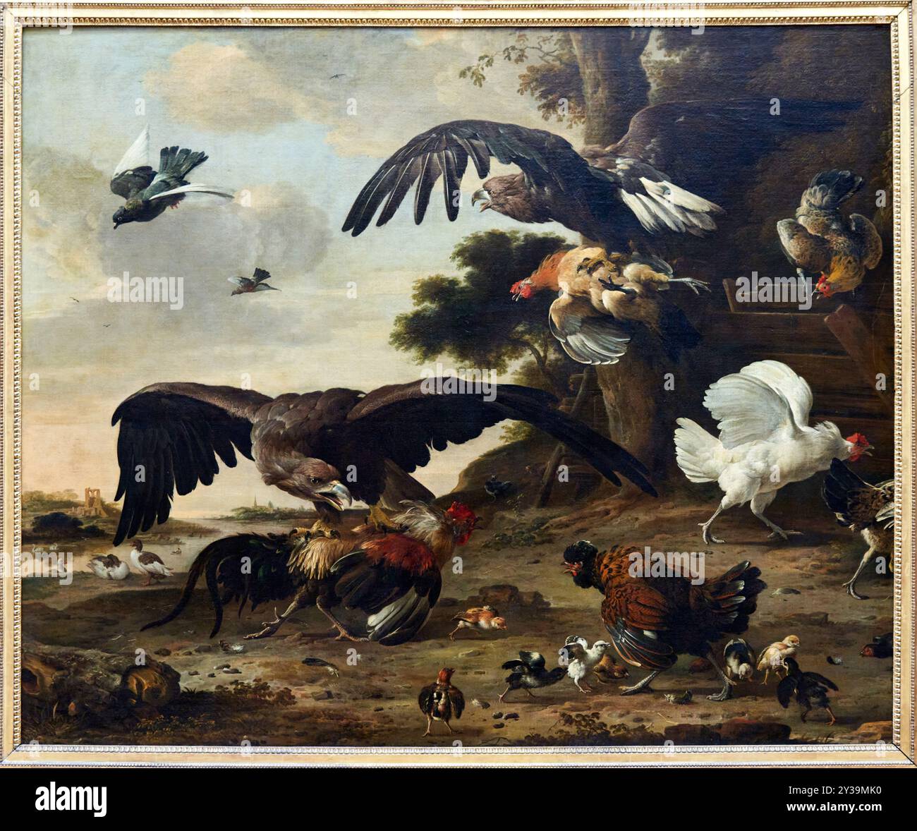 Eagles attacking chickens hi-res stock photography and images - Alamy
