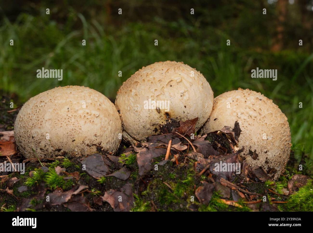 Three Common earthballs in a row, growing between fallen leaves and ...