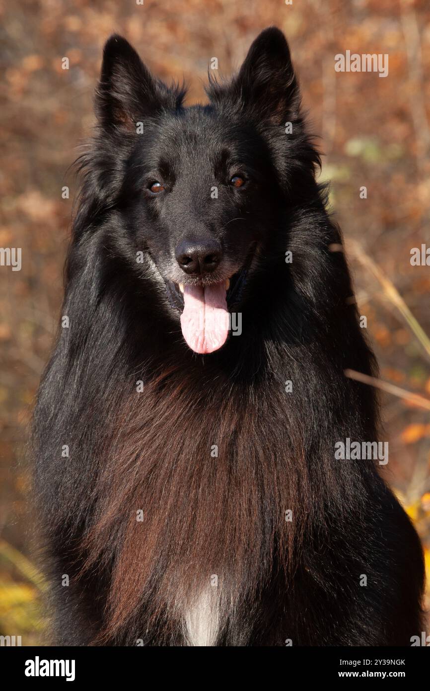 Portrait of amazing belgian shepherd, groendeael, in Autumn Stock Photo ...