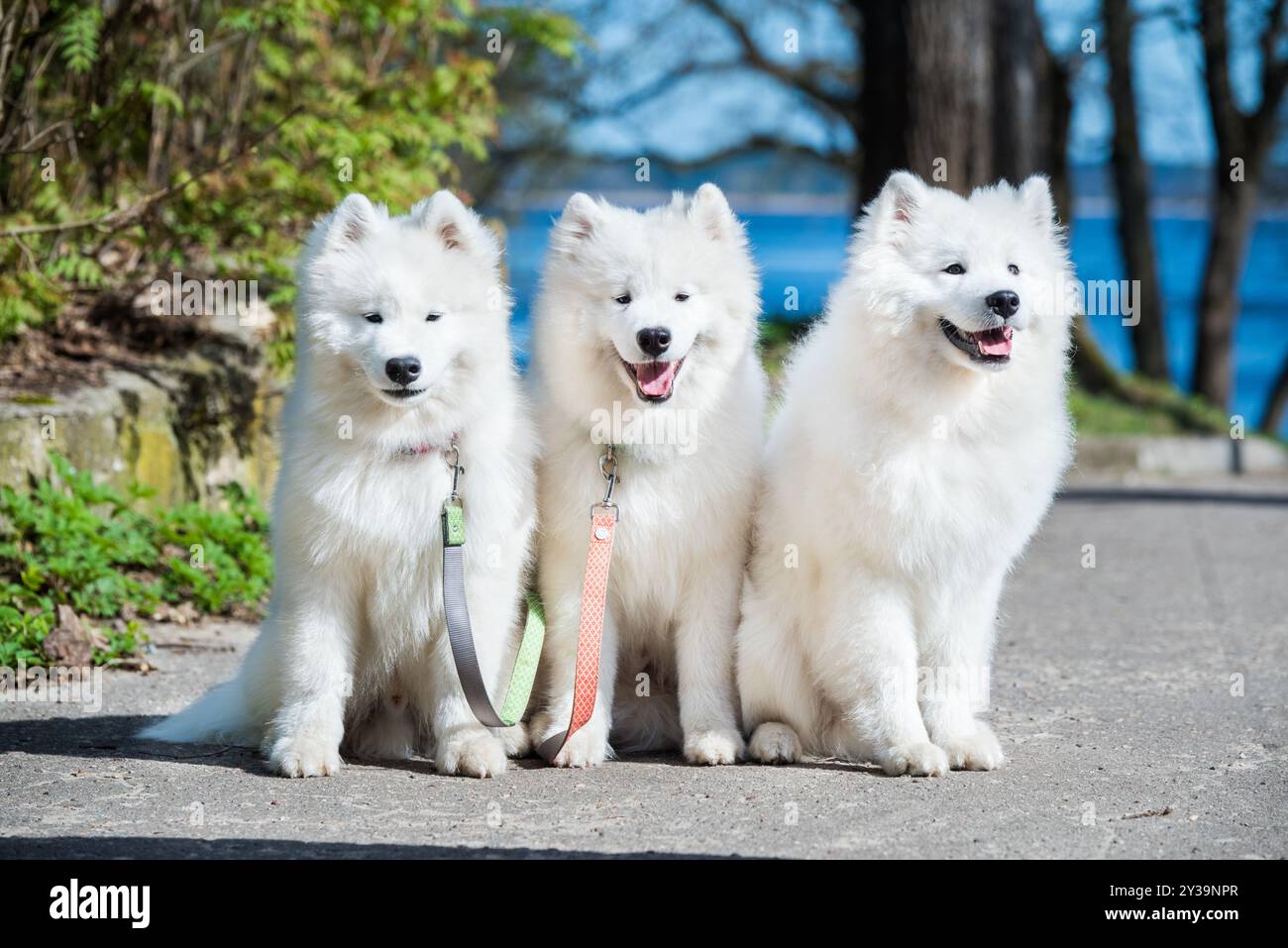 Funny three Young White Samoyed Dog in park, Sammy are sitting near ...