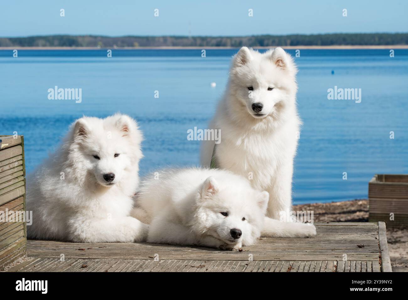 Funny three Young White Samoyed Dog on wooden bridge in park, Sammy are ...