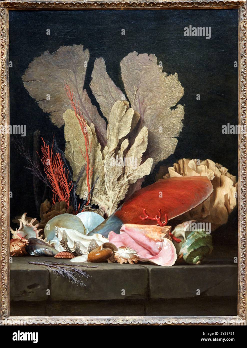 Lithophytes hi-res stock photography and images - Alamy