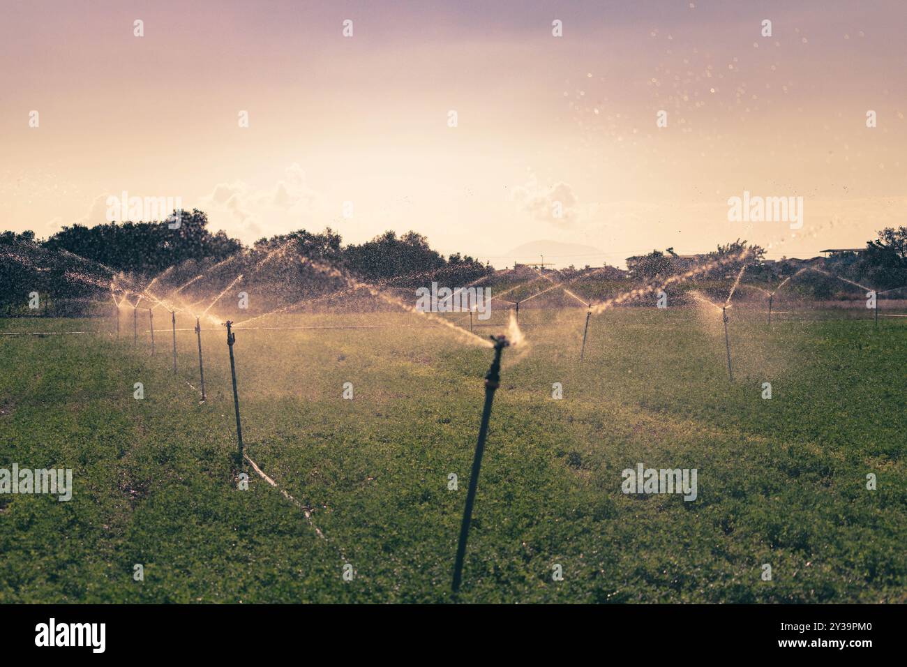 field irrigation on morning light Stock Photo - Alamy