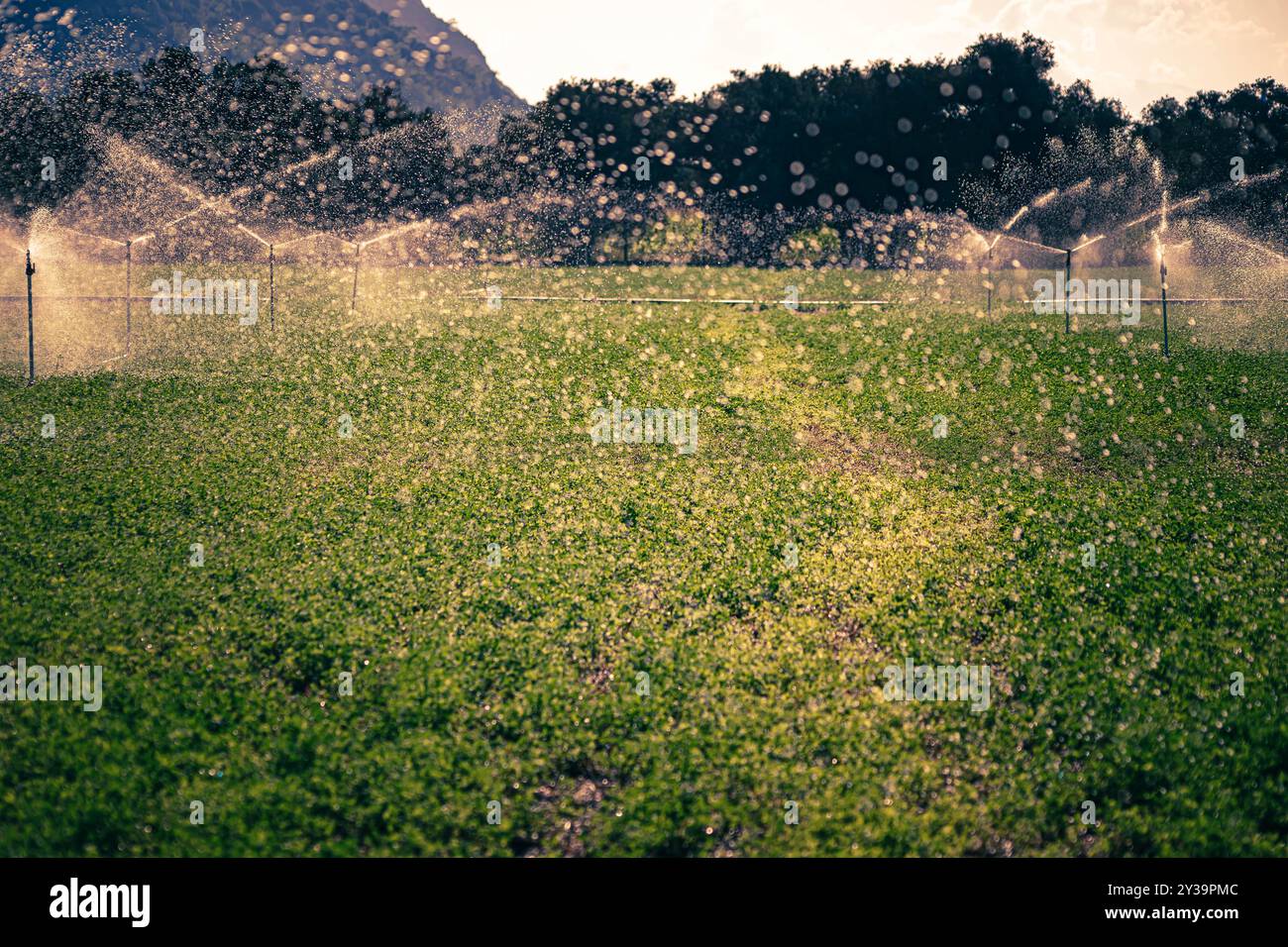 field irrigation on morning light Stock Photo - Alamy