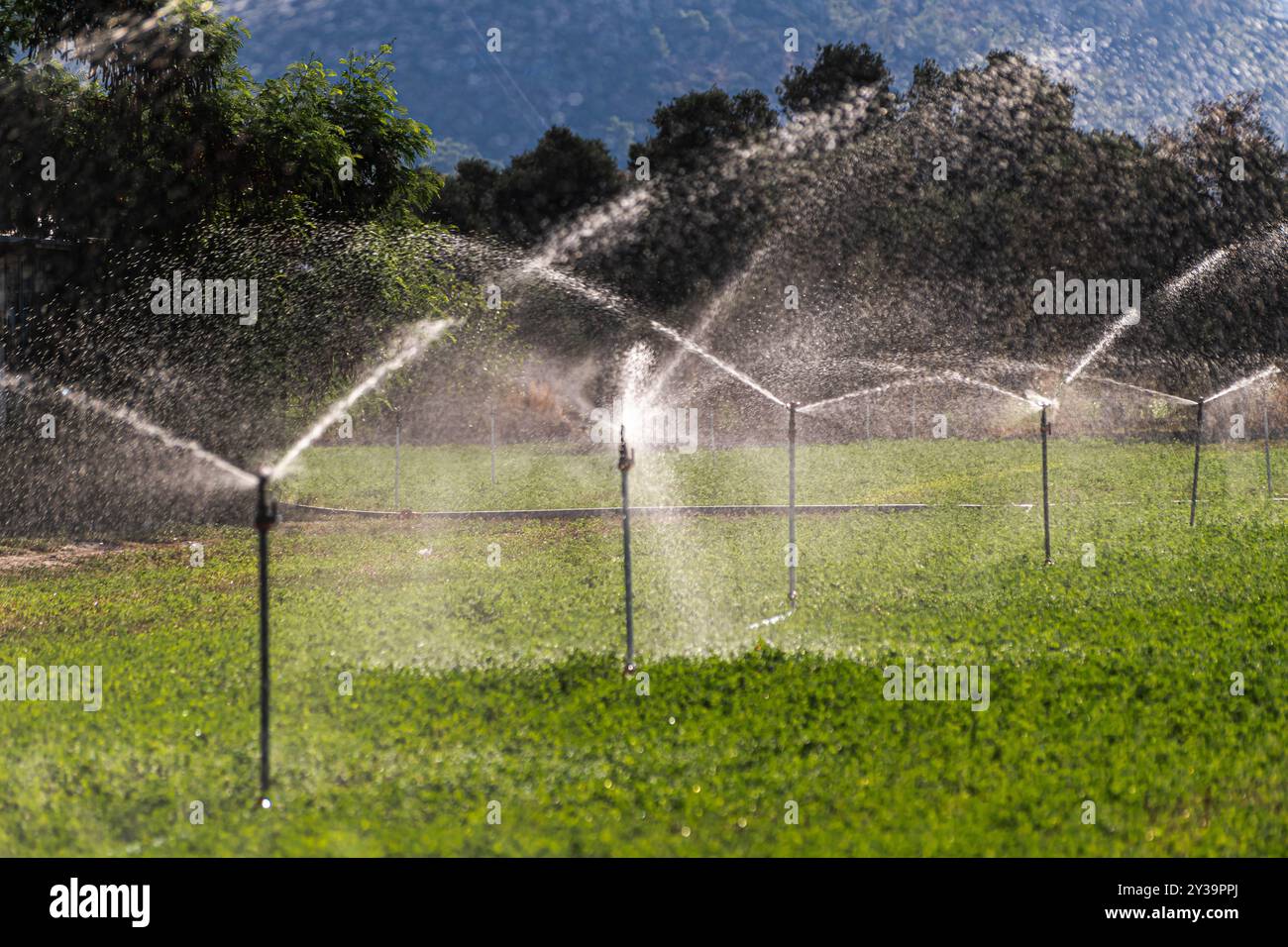 field irrigation on morning light Stock Photo - Alamy