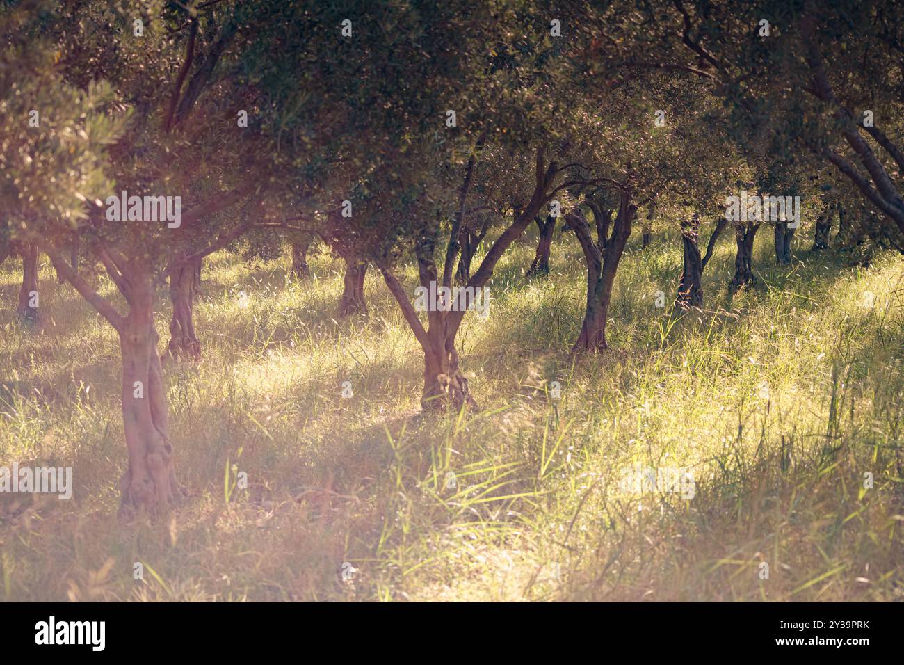 olive tree an close up shooting morning sunlight Stock Photo - Alamy