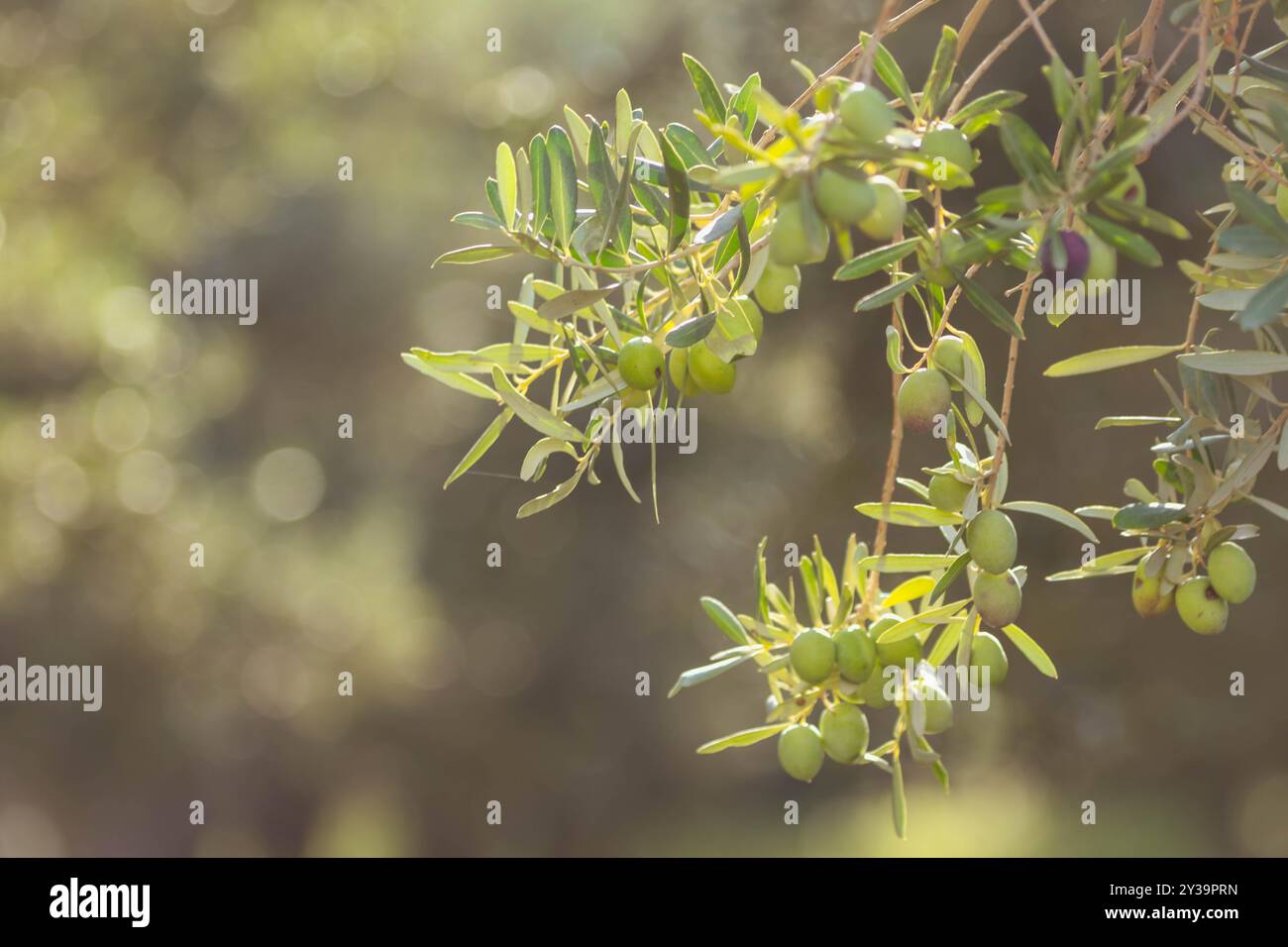olive tree an close up shooting morning sunlight Stock Photo - Alamy