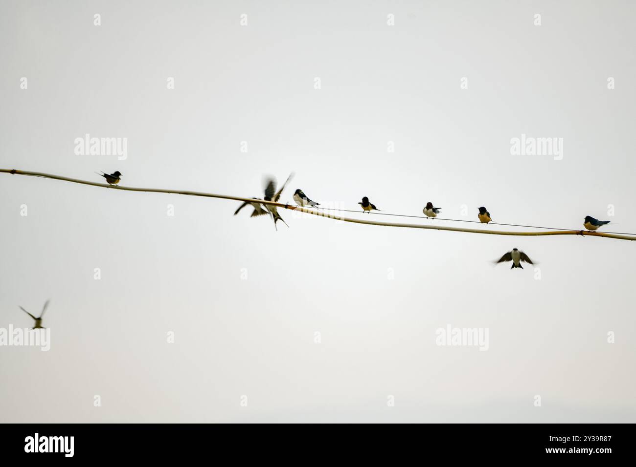 birds on the line and sky background Stock Photo - Alamy