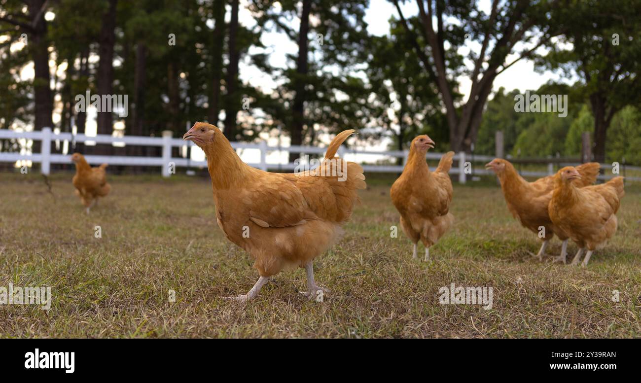 Flock of buff Orpington chicken pullets that are walking on a pasture ...