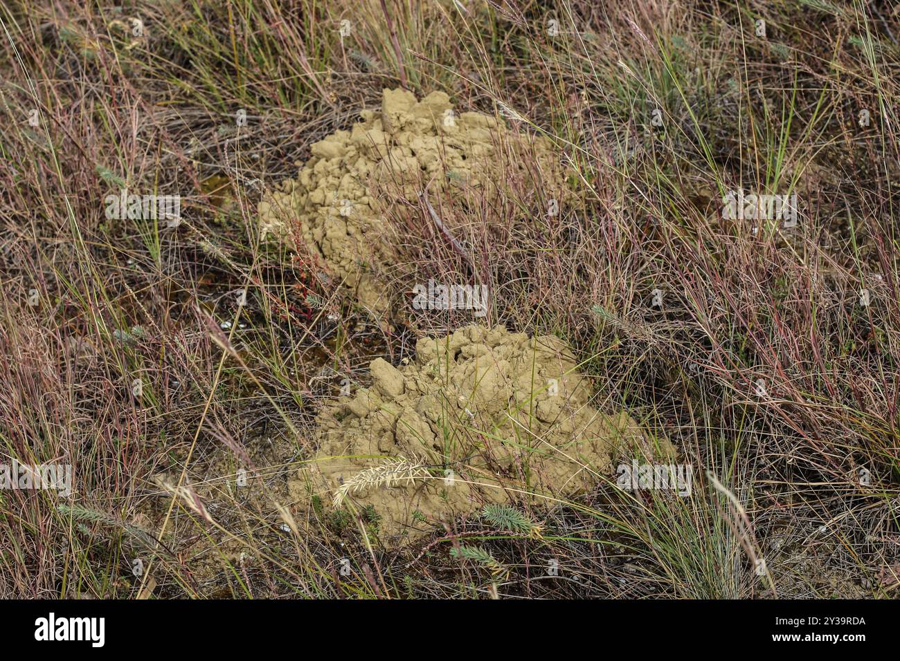 Nanospalax hungaricus hi-res stock photography and images - Alamy