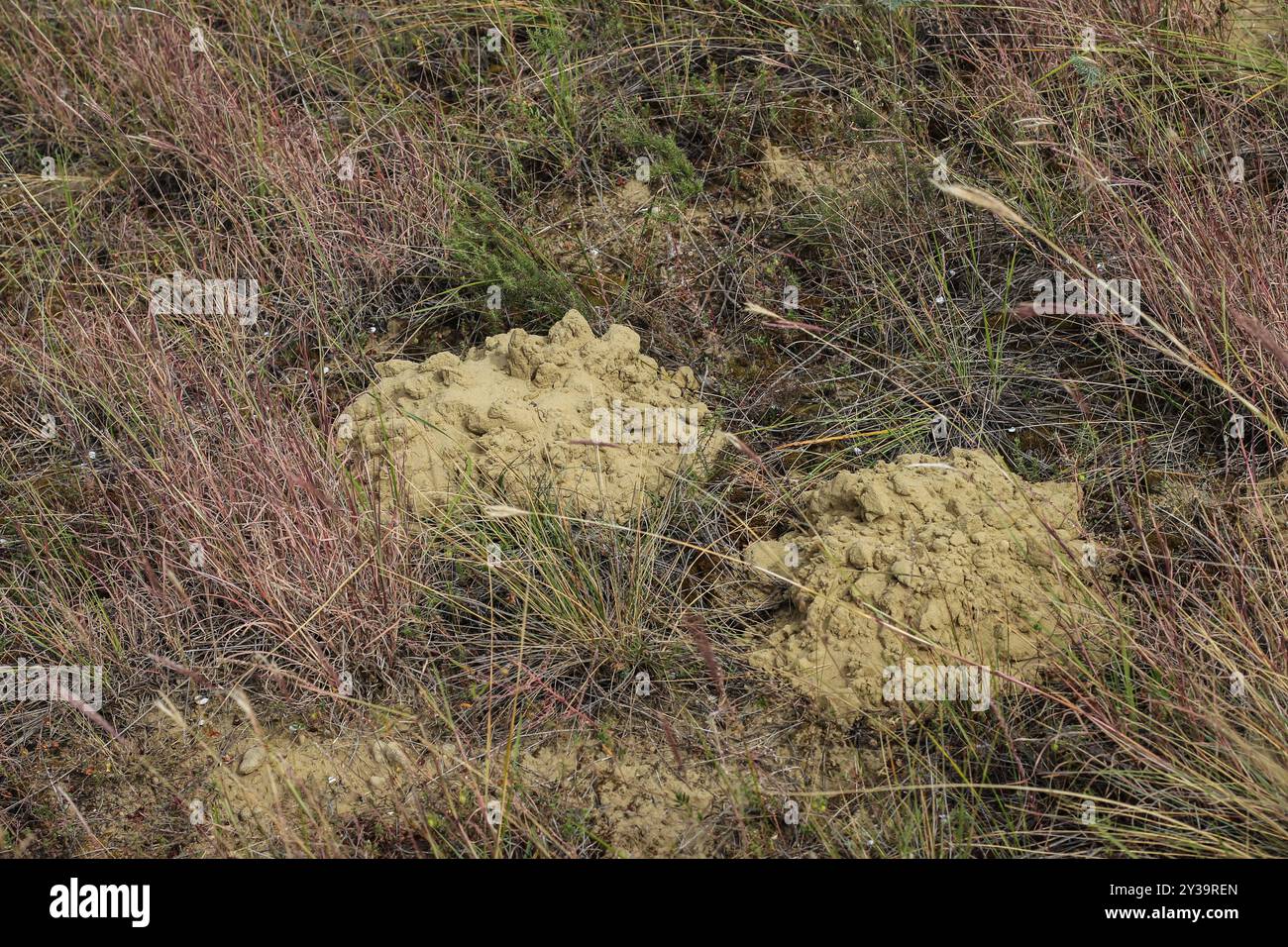 Nanospalax hungaricus hi-res stock photography and images - Alamy