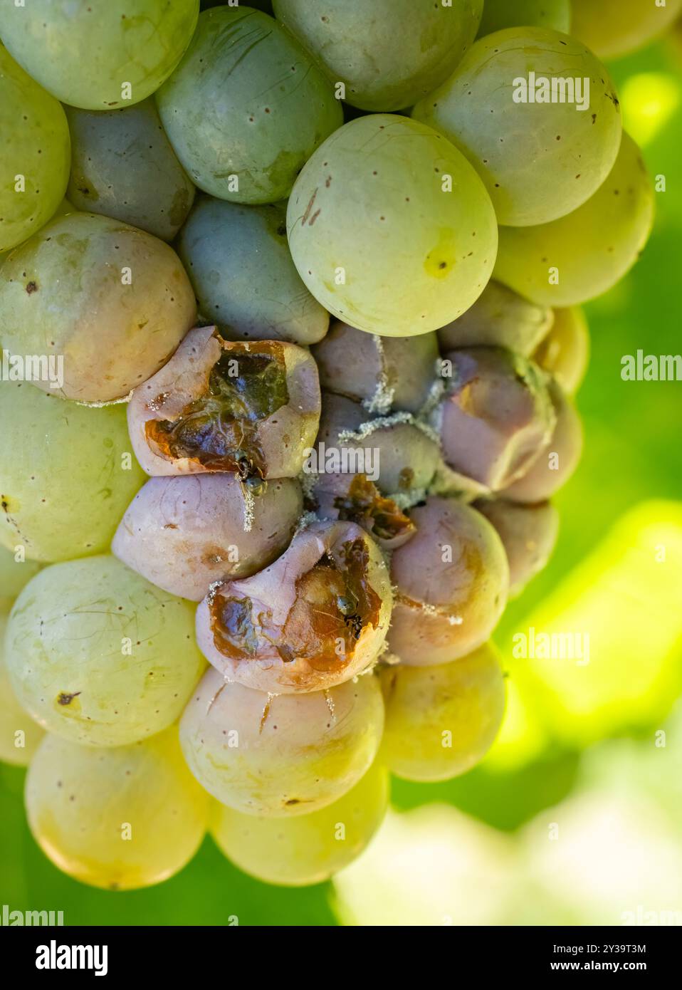 White grapes damaged by ants and attacked infested with rot and mold ...