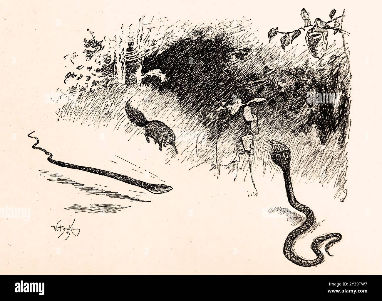 Rudyard Kilpling - Art by W H Drake from the Jungle Book by Rudyard ...