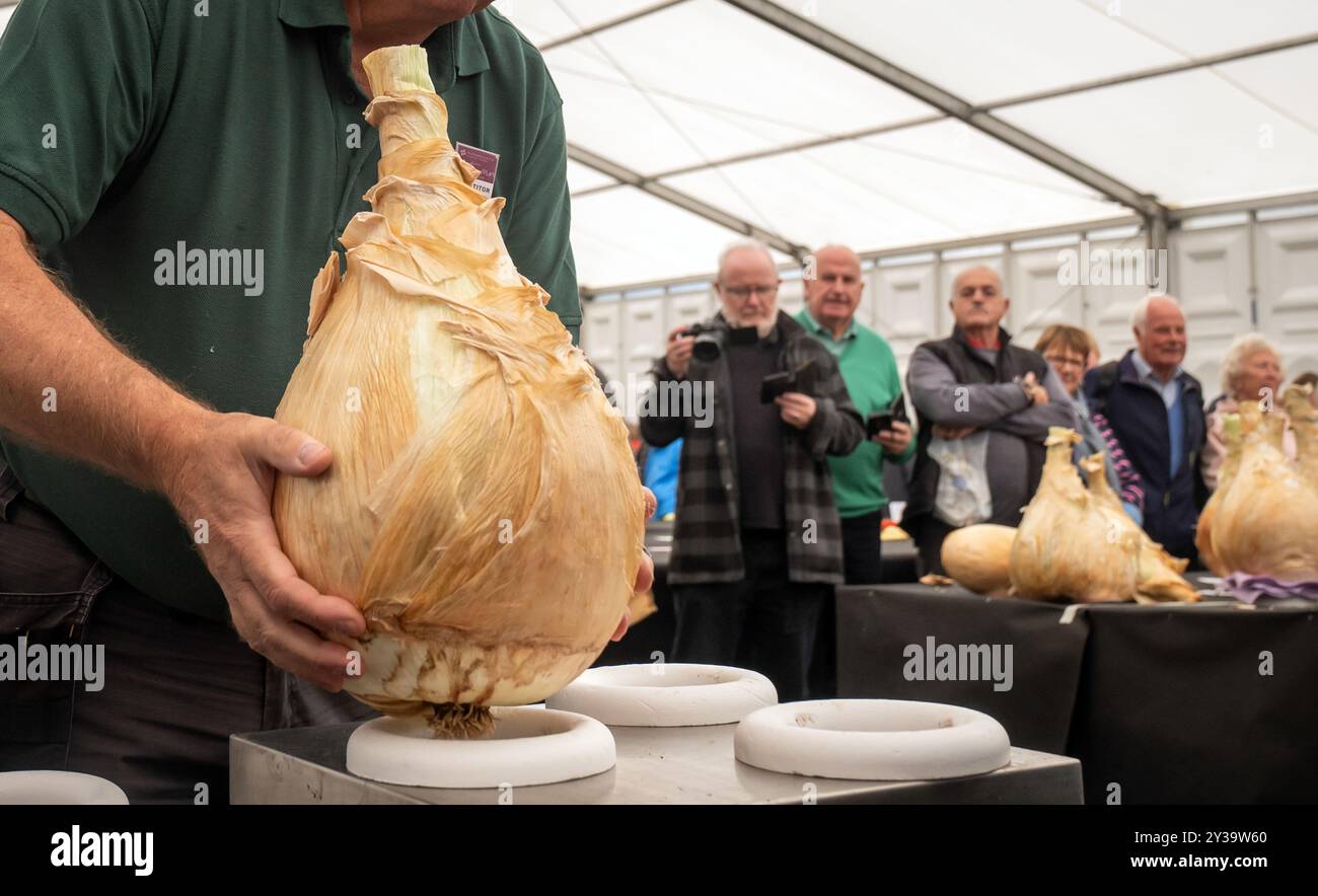 Judges weigh giant onions during the National Onion Championship at the ...