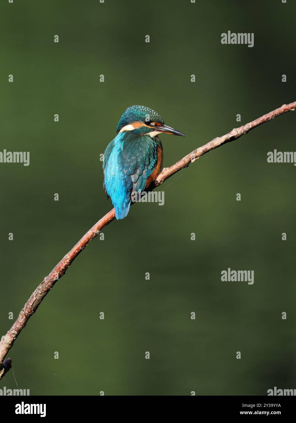 Birds ejected hi-res stock photography and images - Alamy