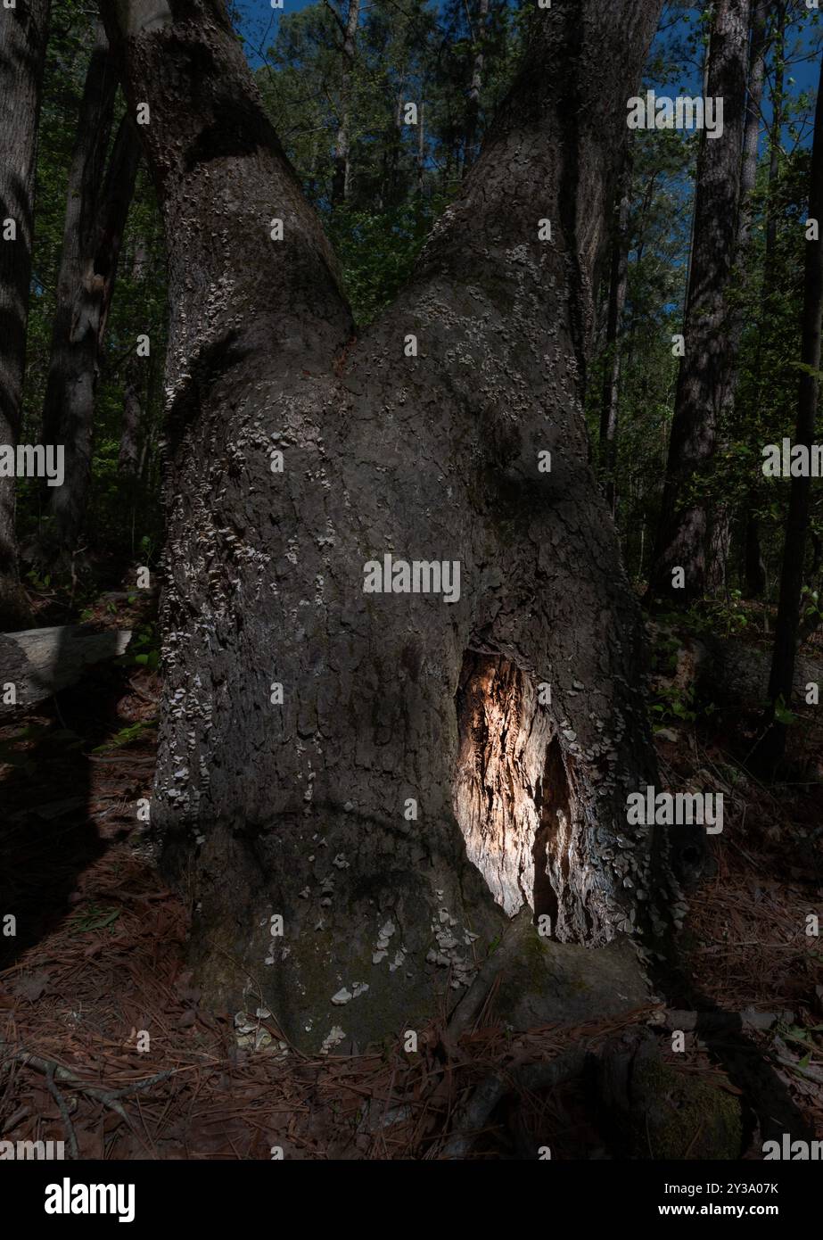 Base of a hollow tree as night approaches with a hollow section showing ...