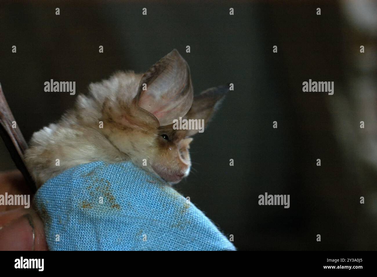Chiropterologist holding and studying a bat in his hands Stock Photo ...