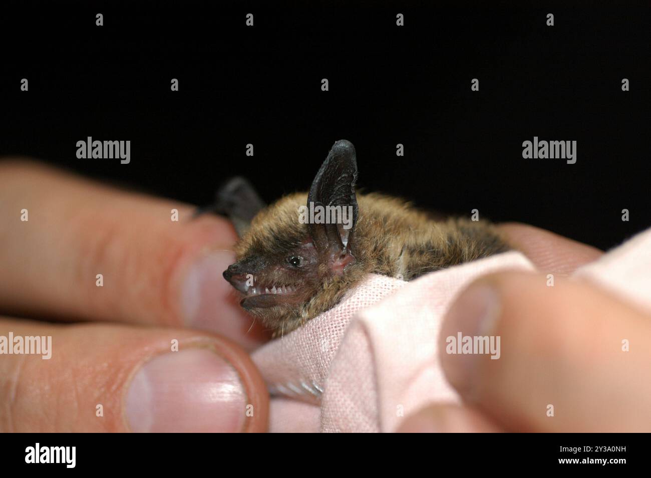 Chiropterologist holding and studying a bat in his hands Stock Photo ...