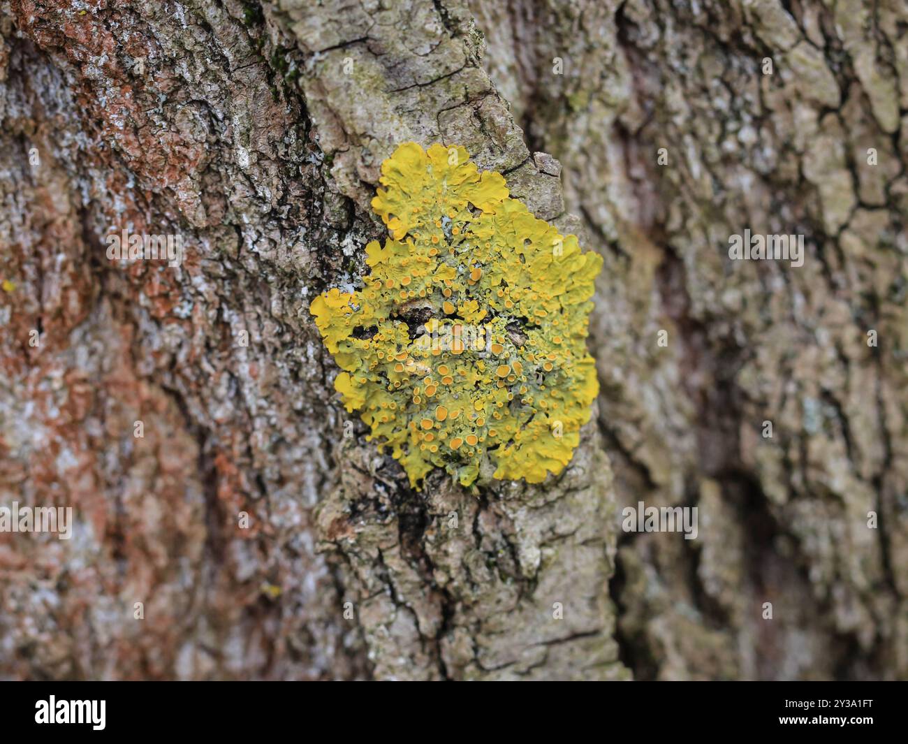 Orange green foliose lichen Xanthoria parietina on the bark of the ...