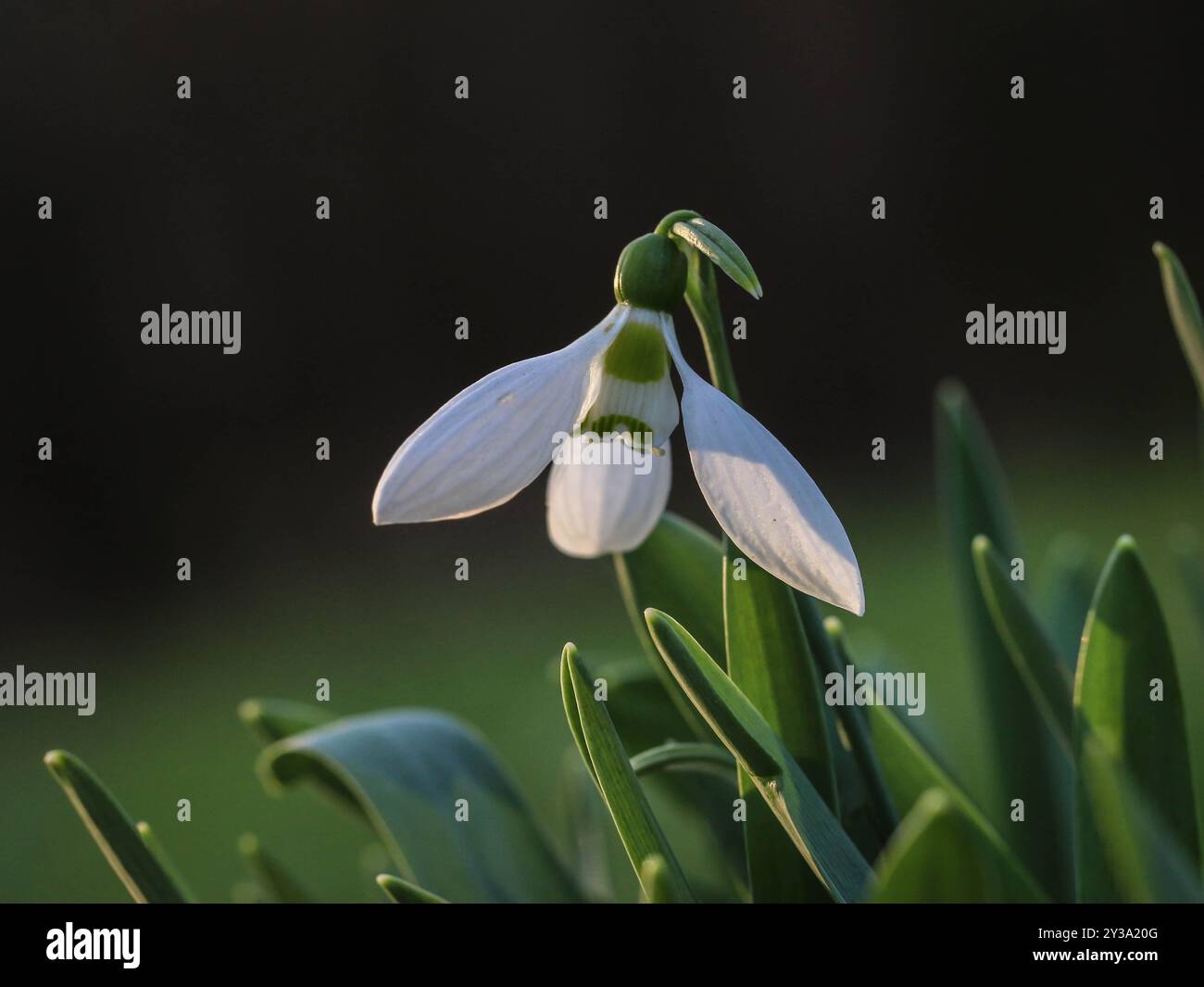 Single flower of common snowdrop Galanthus nivalis in Serbia Stock ...