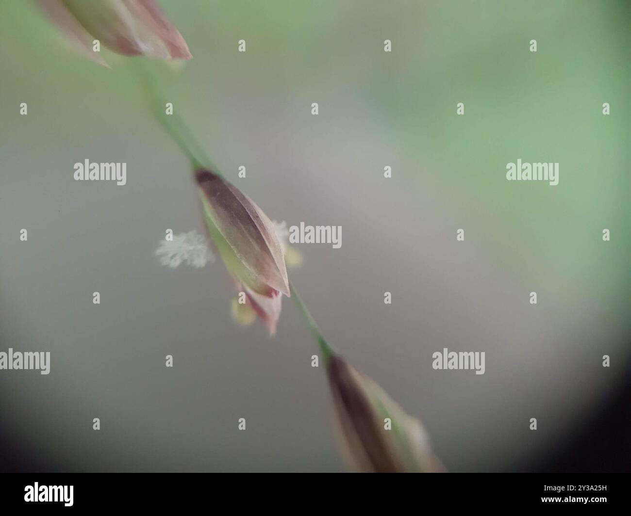 Wood Melick (Melica uniflora) Plantae Stock Photo - Alamy