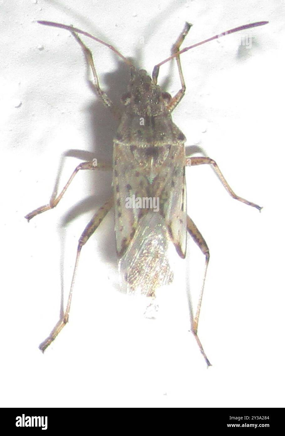 False chinch bugs (Nysius) Insecta Stock Photo - Alamy