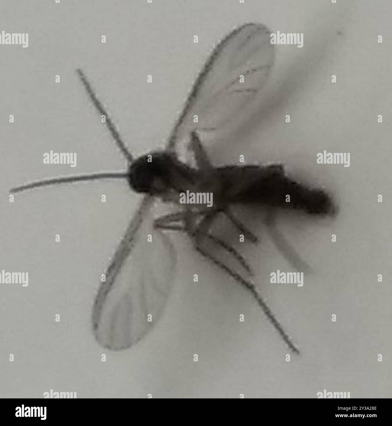 Dark-winged Fungus Gnats (Sciaridae) Insecta Stock Photo - Alamy