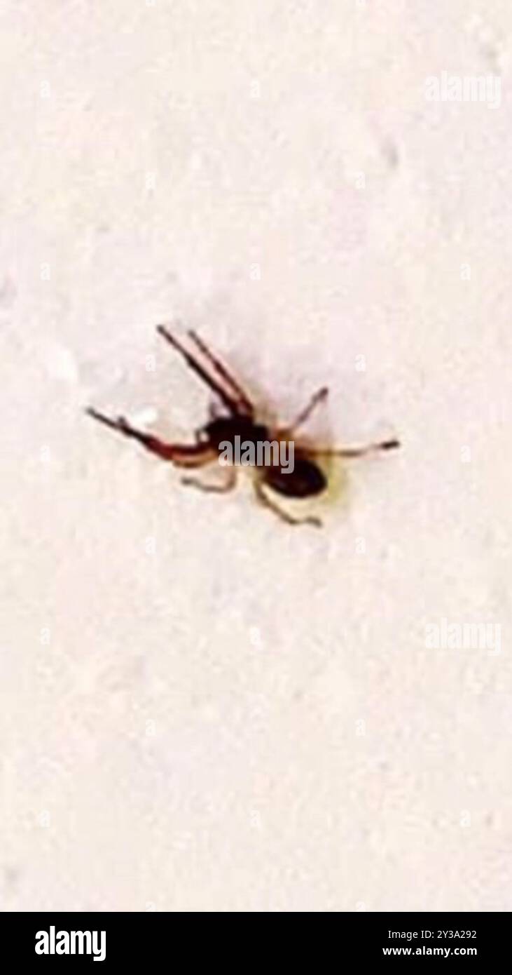 Broad-Faced Sac Spiders (Trachelidae) Arachnida Stock Photo - Alamy