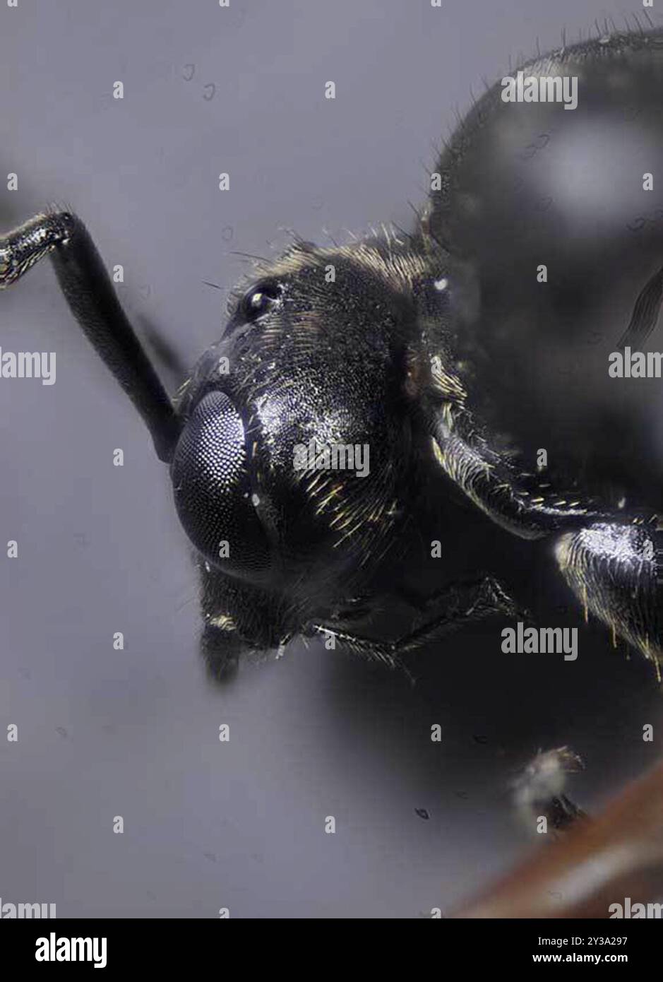 Wood, Mound, and Field Ants (Formica) Insecta Stock Photo - Alamy