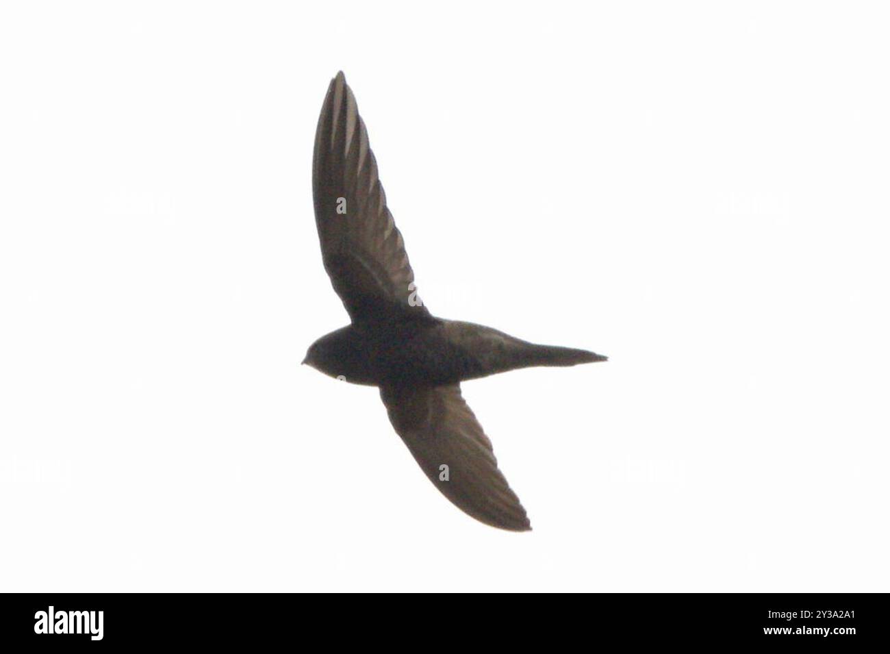 Common Swift (Apus apus) Aves Stock Photo - Alamy