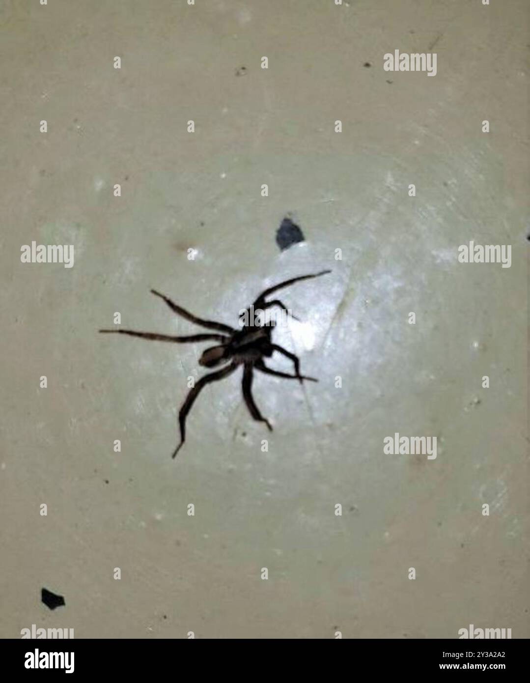 Typical Spiders (Araneomorphae) Arachnida Stock Photo - Alamy