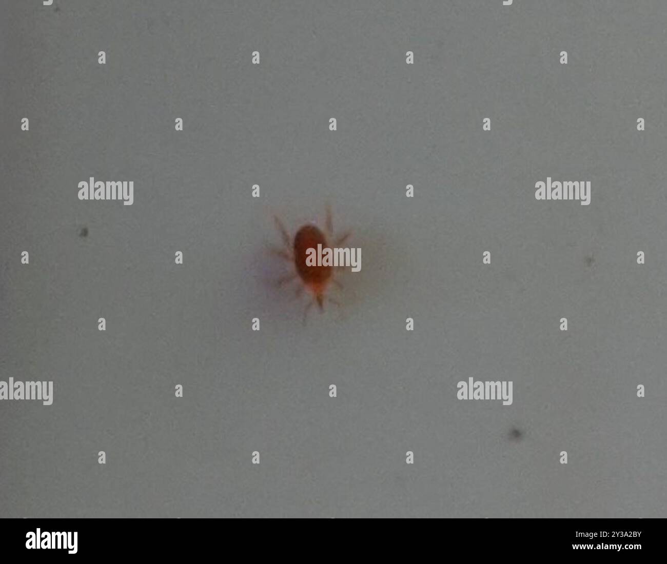 Mites and Ticks (Acari) Arachnida Stock Photo - Alamy
