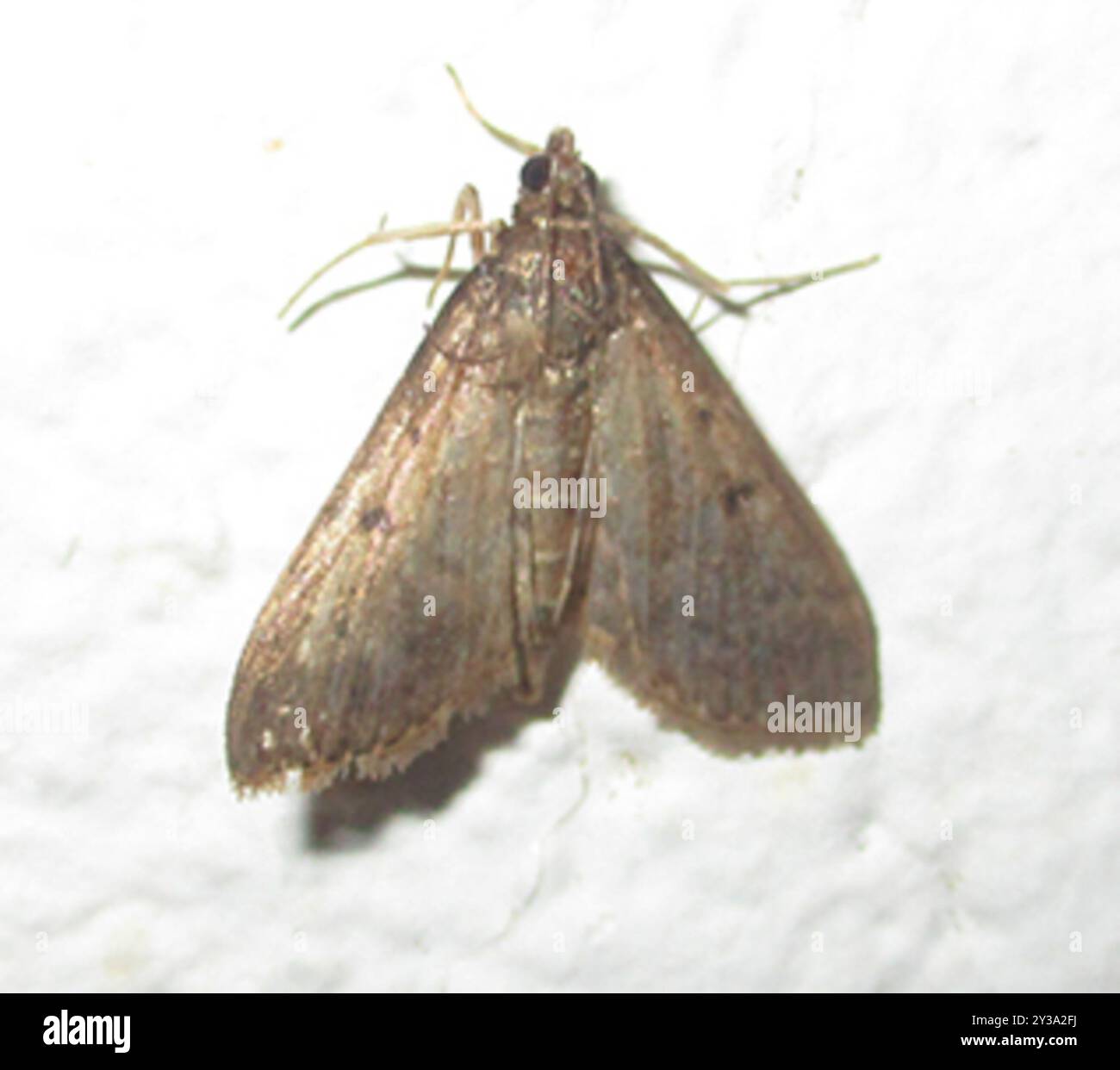 Dusky Herpetogramma Moth (Herpetogramma phaeopteralis) Insecta Stock ...
