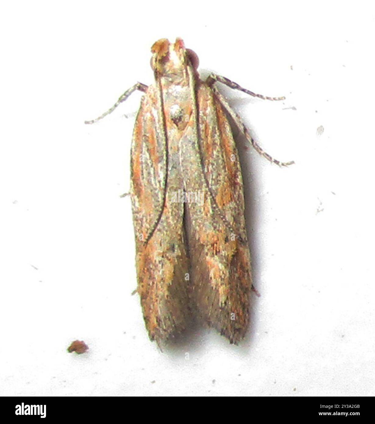 Twirler Moths (Gelechiidae) Insecta Stock Photo - Alamy