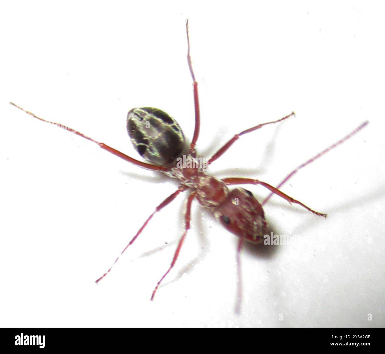 Large Pugnacious Ant (Anoplolepis custodiens) Insecta Stock Photo - Alamy