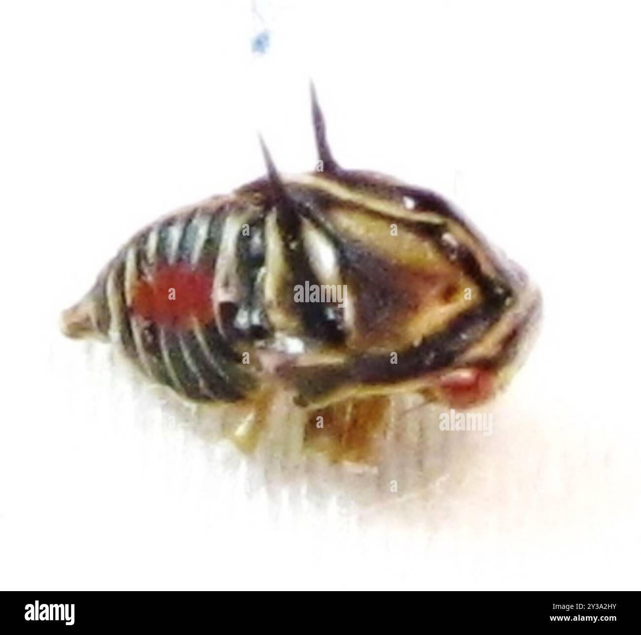 Oak Treehopper (Platycotis vittata) Insecta Stock Photo - Alamy