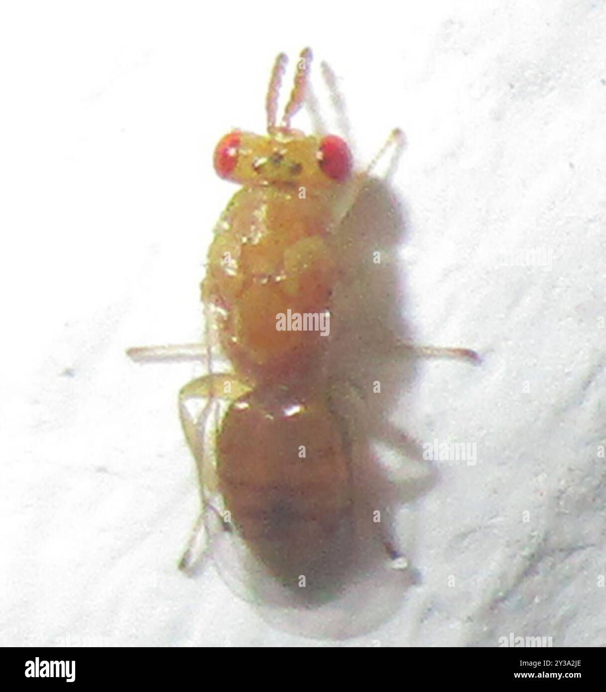 Chalcidoid Wasps (Chalcidoidea) Insecta Stock Photo - Alamy