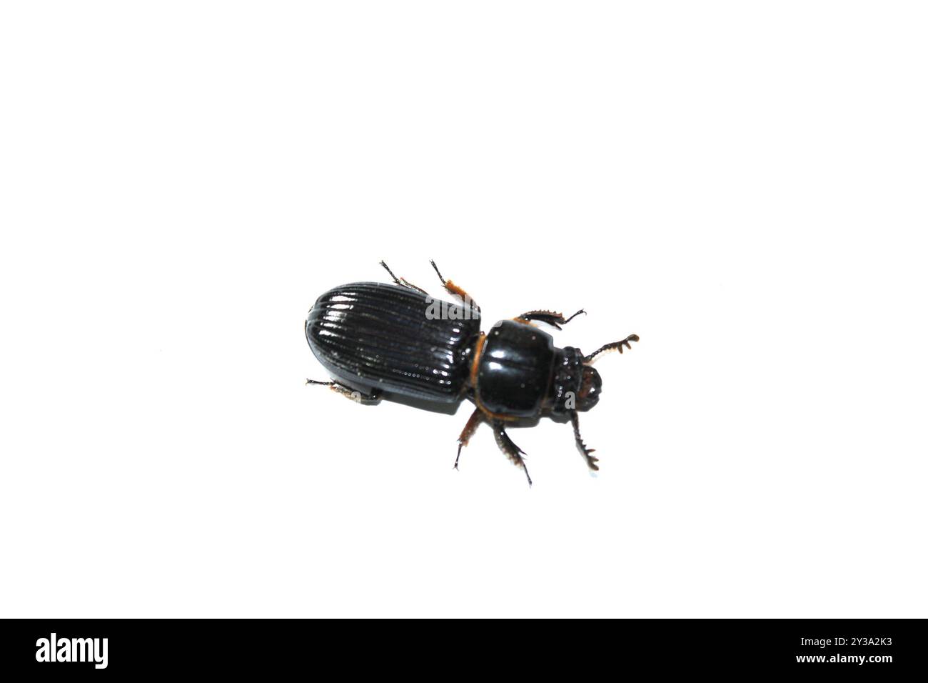 Patent-leather Beetles (Passalinae) Insecta Stock Photo - Alamy