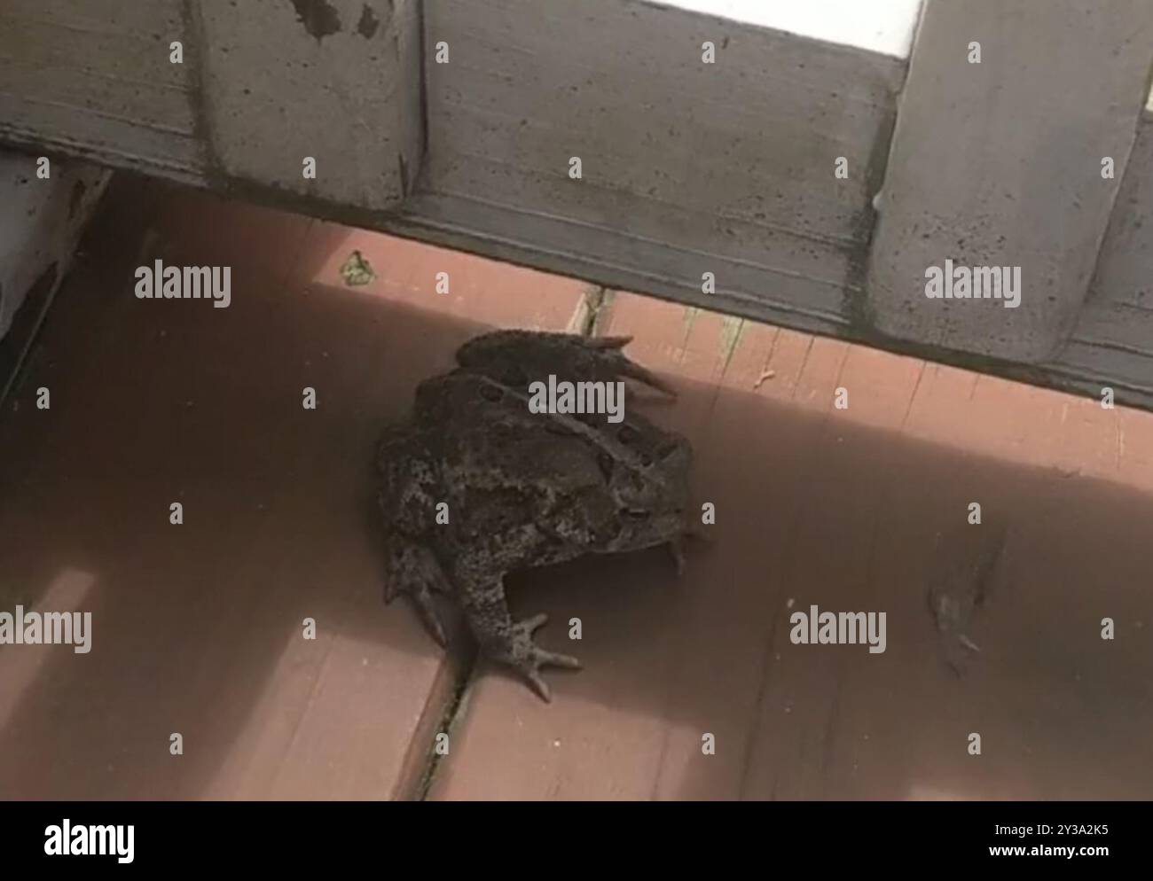 Eastern American Toad (Anaxyrus americanus americanus) Amphibia Stock ...