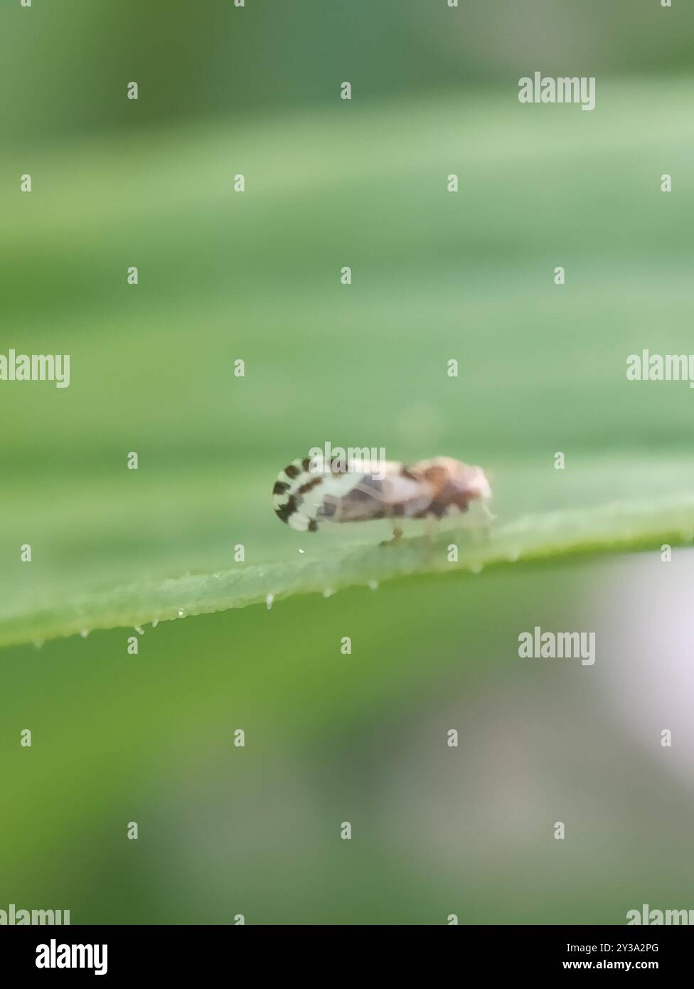 jumping plant lice (Psyllidae) Insecta Stock Photo - Alamy