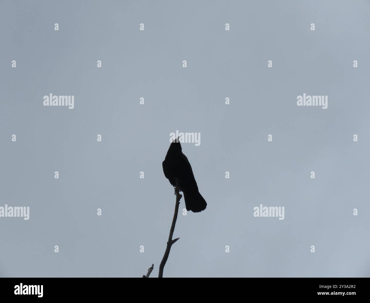 Northwestern Crow (Corvus brachyrhynchos caurinus) Aves Stock Photo - Alamy
