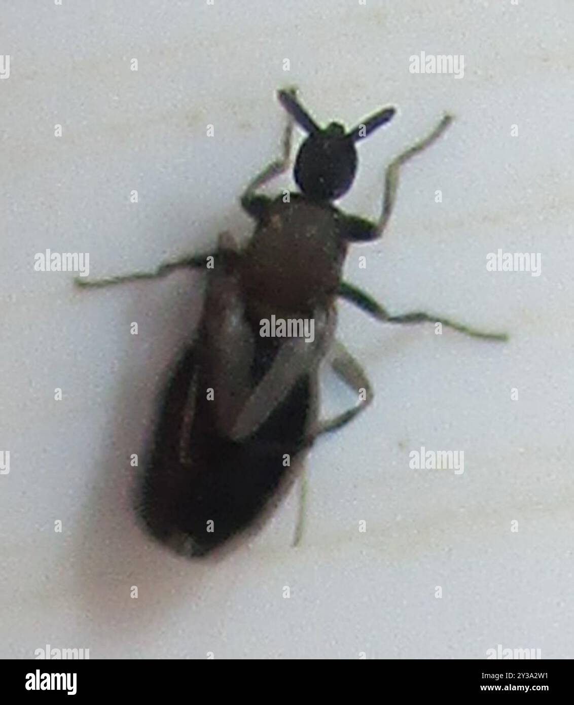 Minute Black Scavenger Flies (Scatopsidae) Insecta Stock Photo - Alamy