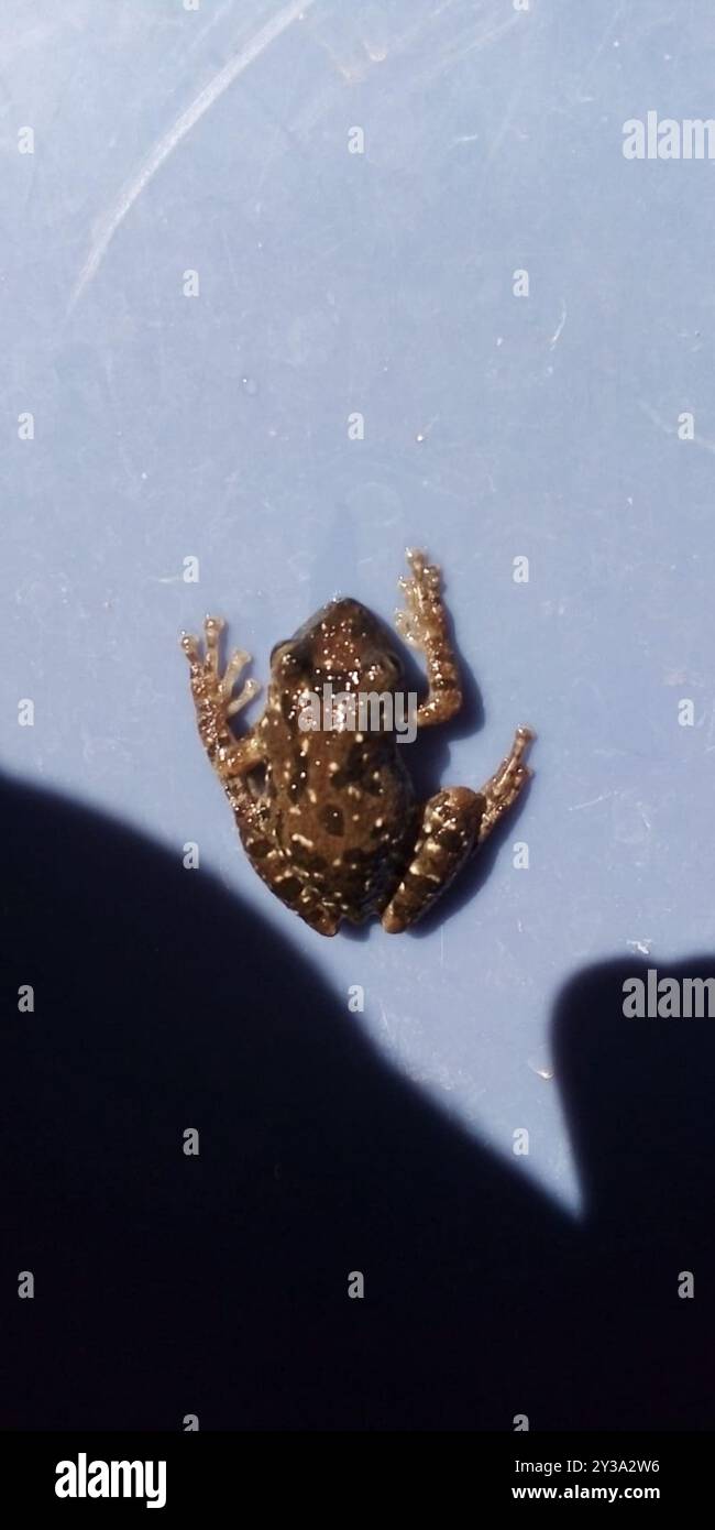Argentine Snouted Tree Frog (Scinax granulatus) Amphibia Stock Photo ...