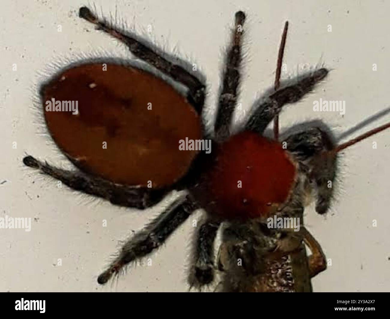 Cardinal Jumping Spider (Phidippus cardinalis) Arachnida Stock Photo ...