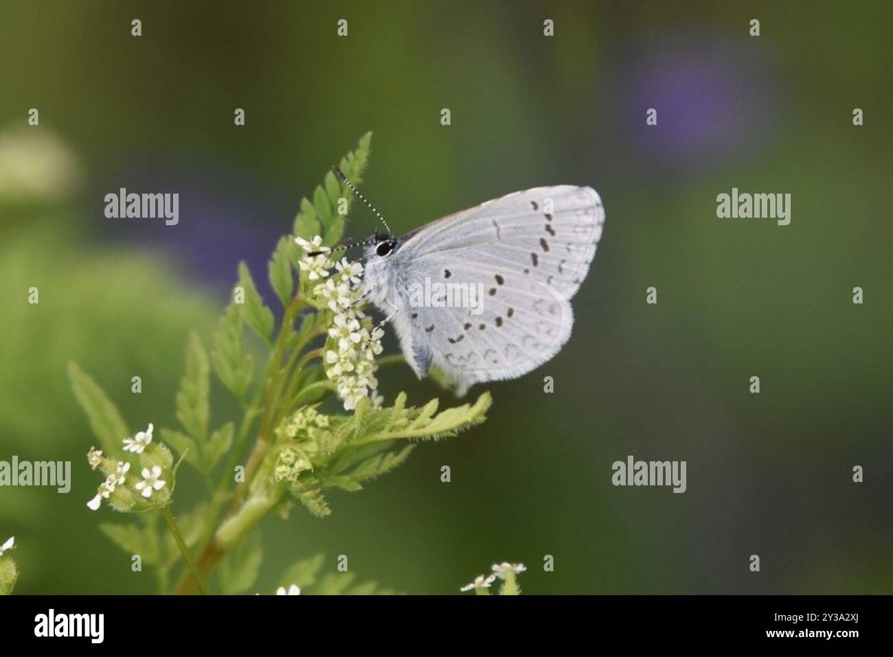 Echo Azure (Celastrina echo) Insecta Stock Photo - Alamy