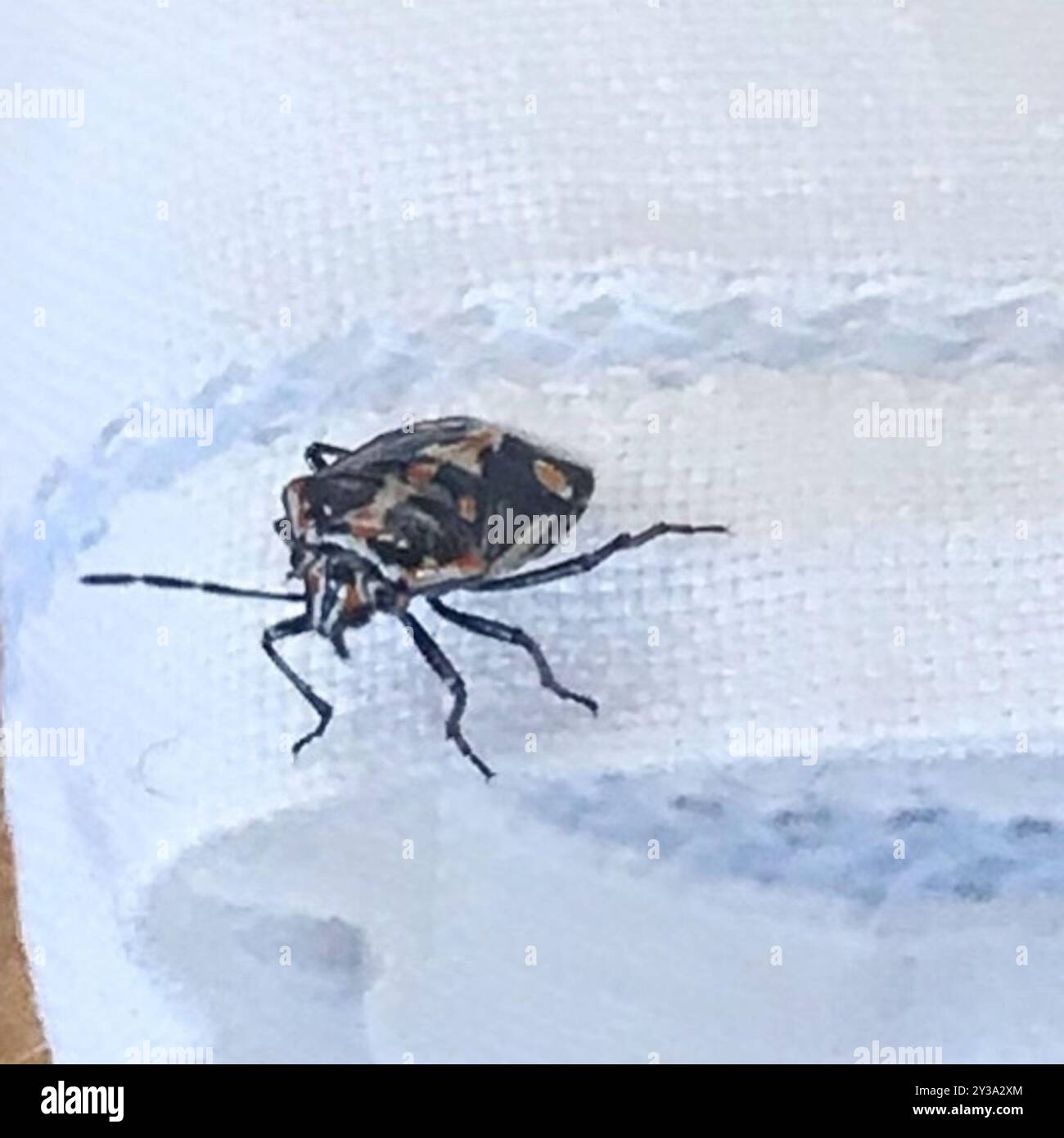 Bagrada Bug (Bagrada hilaris) Insecta Stock Photo - Alamy