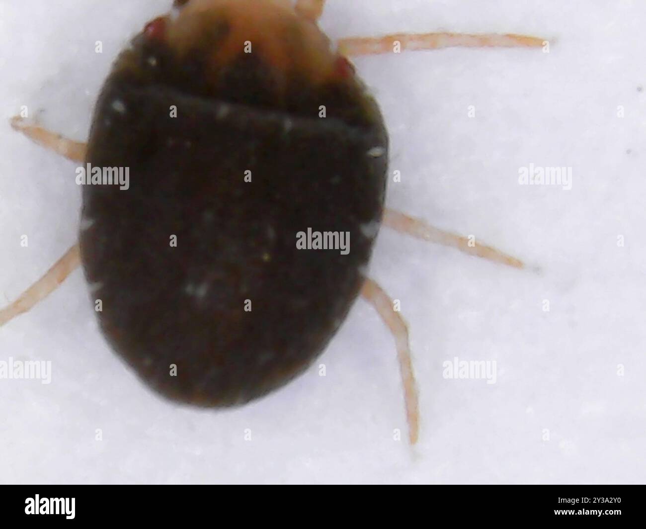 Mites and Ticks (Acari) Arachnida Stock Photo - Alamy